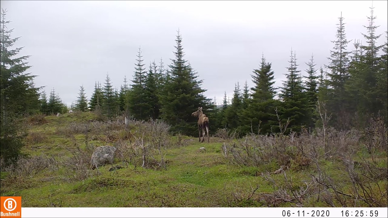 Injured moose - YouTube
