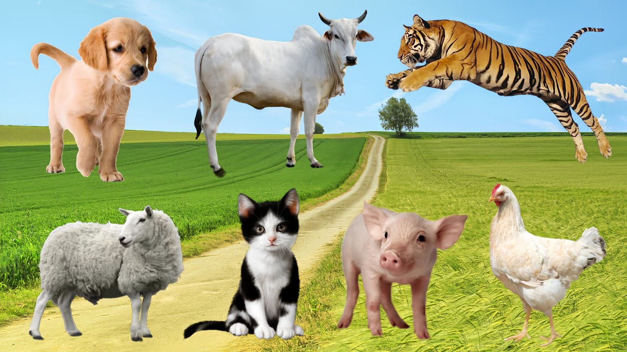 Animal Habitats: Dog, Cow, Tiger, Sheep, Cat, Goat, Chicken - Animal ...