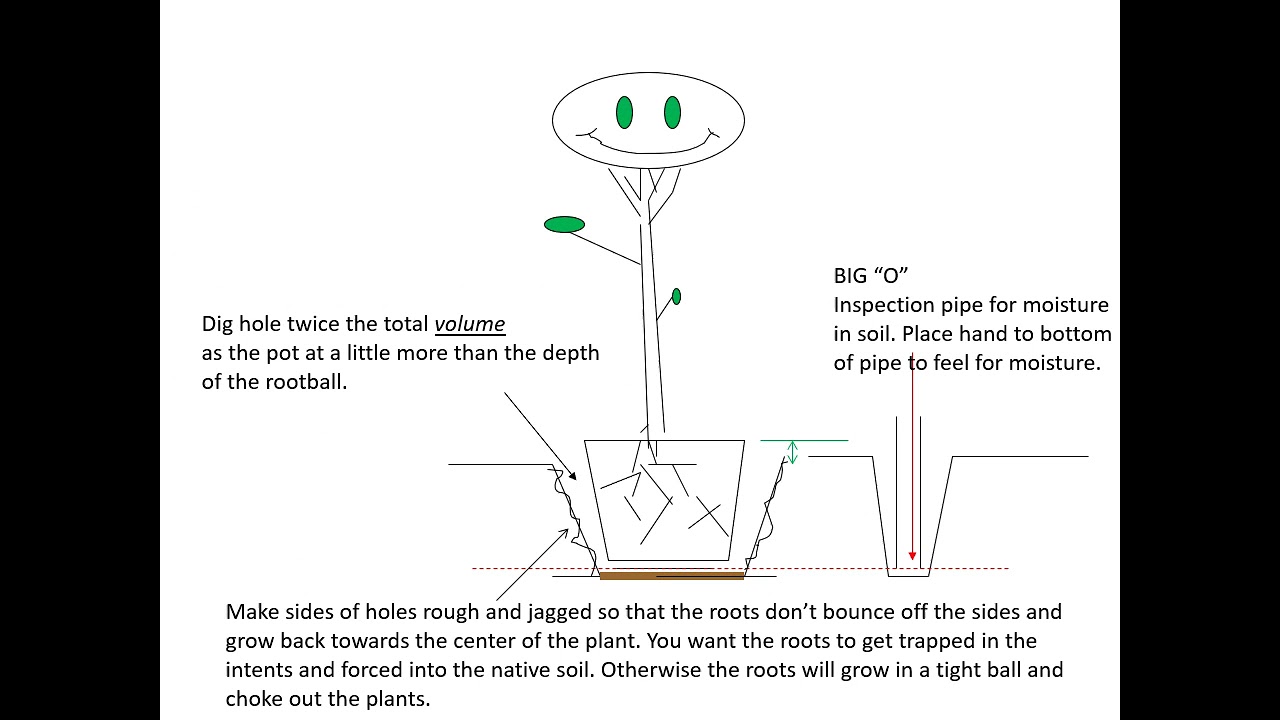 Planting Instructions for Balled and Burlap 2 - YouTube