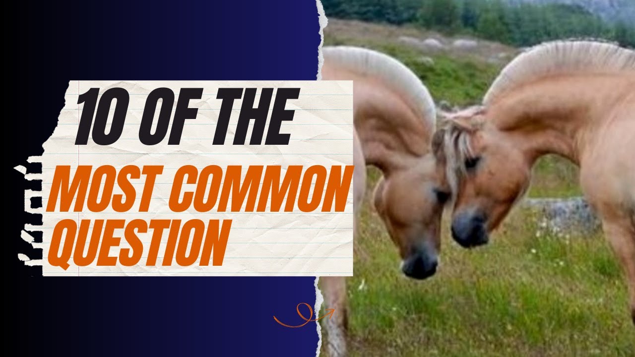 10 of the most common questions about horses - YouTube