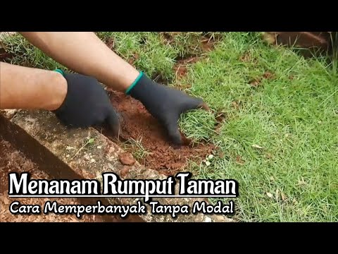 Cara Menanam Rumput Taman