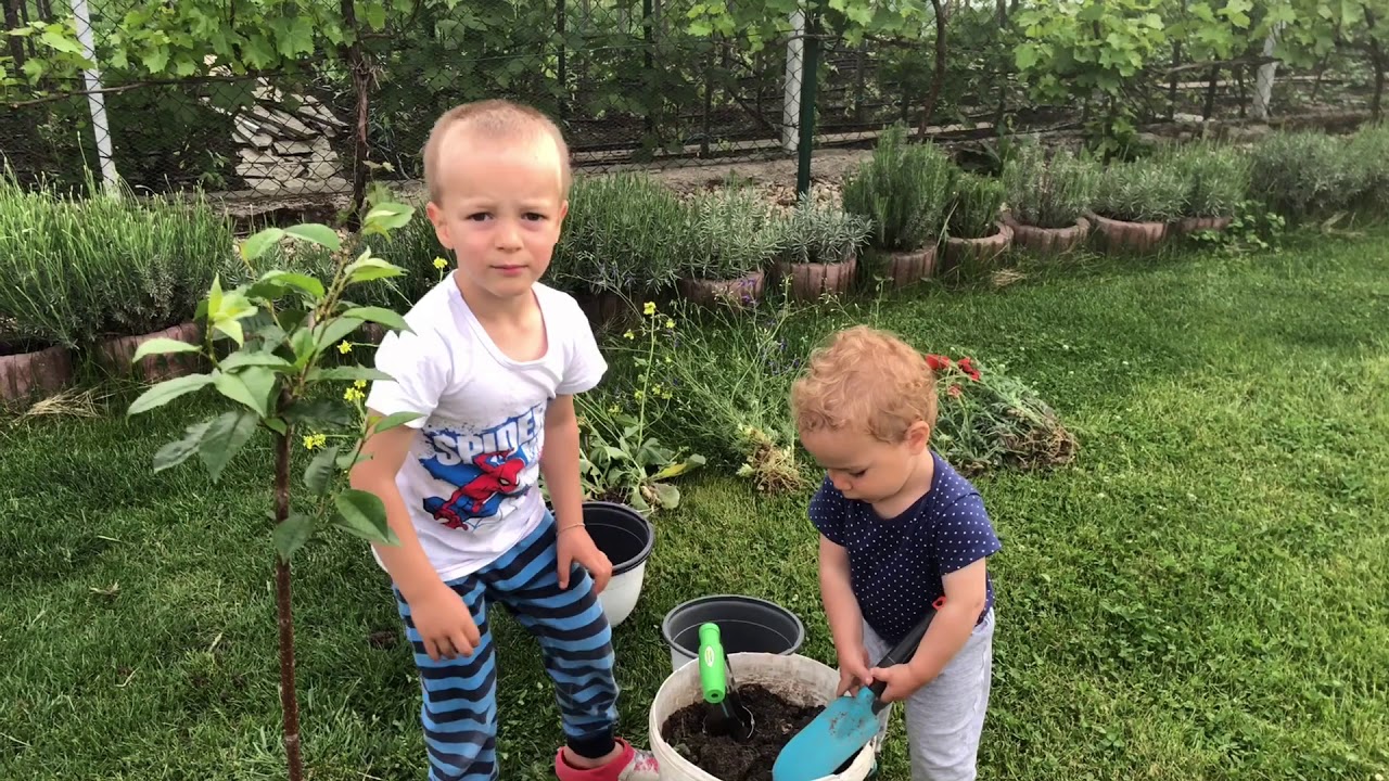 Activitate pentru copii: flori de câmp, observarea părților plantei ...