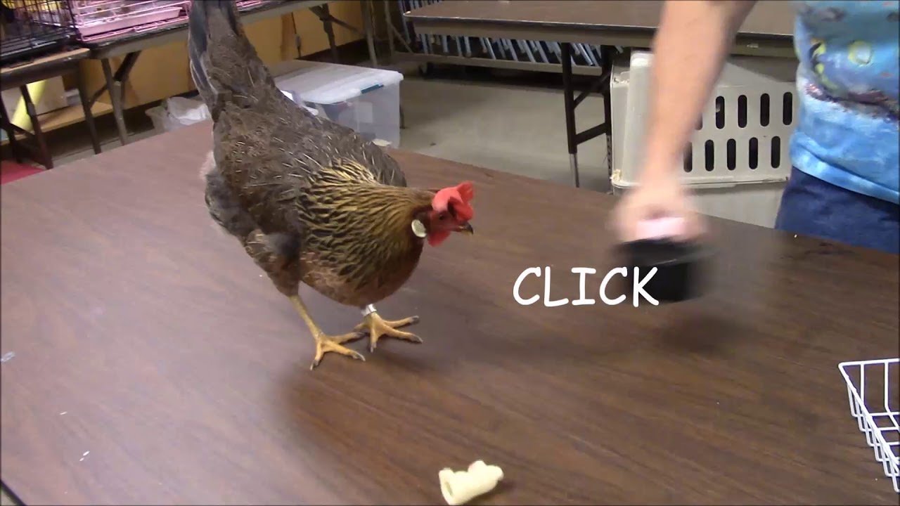 Click A Cluck, Cluck I (beginners) - YouTube