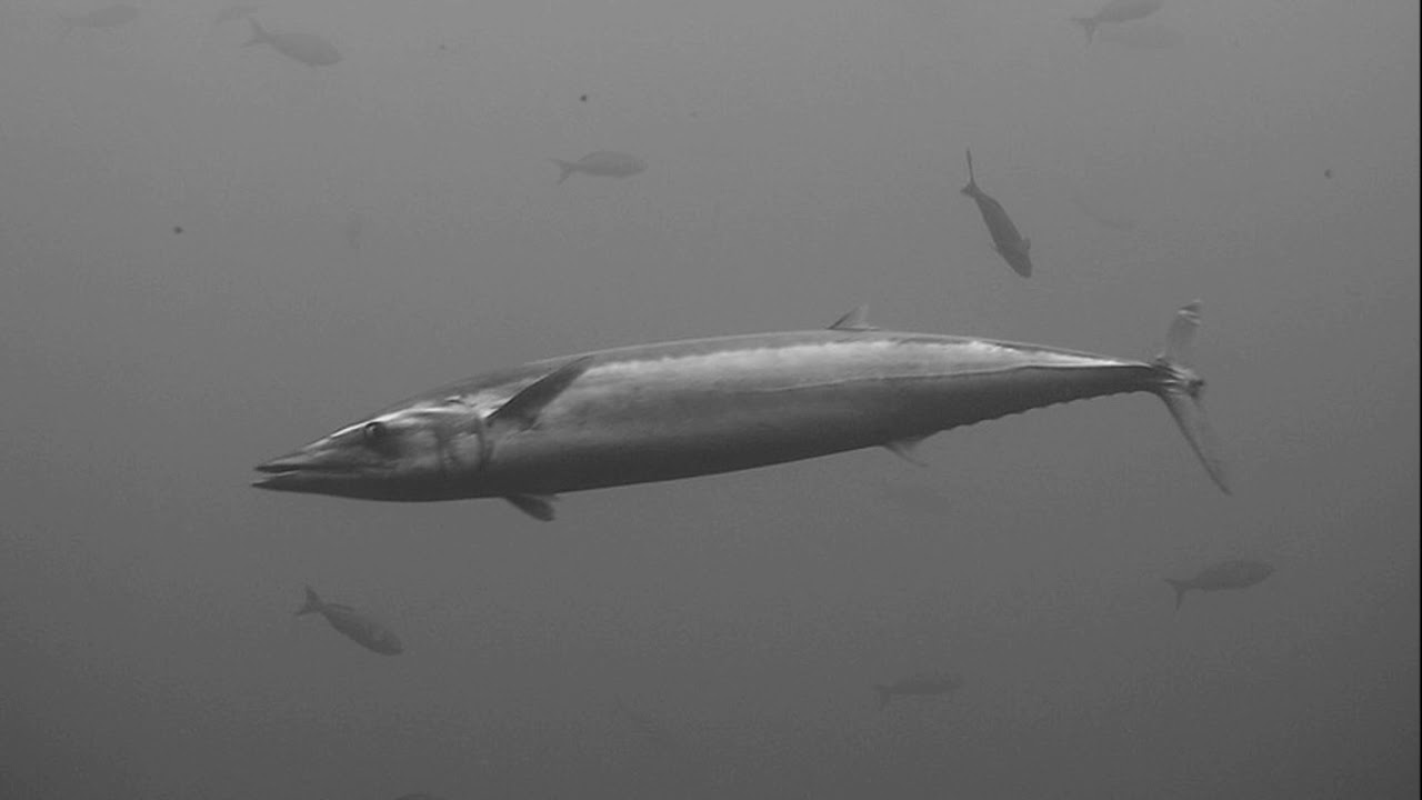 Facts: The Wahoo - YouTube