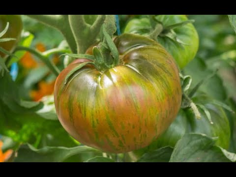 Нежнейший томат Красавица колледжа оправдал свое звание - YouTube