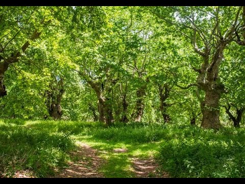 Κάτω στα δασιά τα πλατανια - YouTube