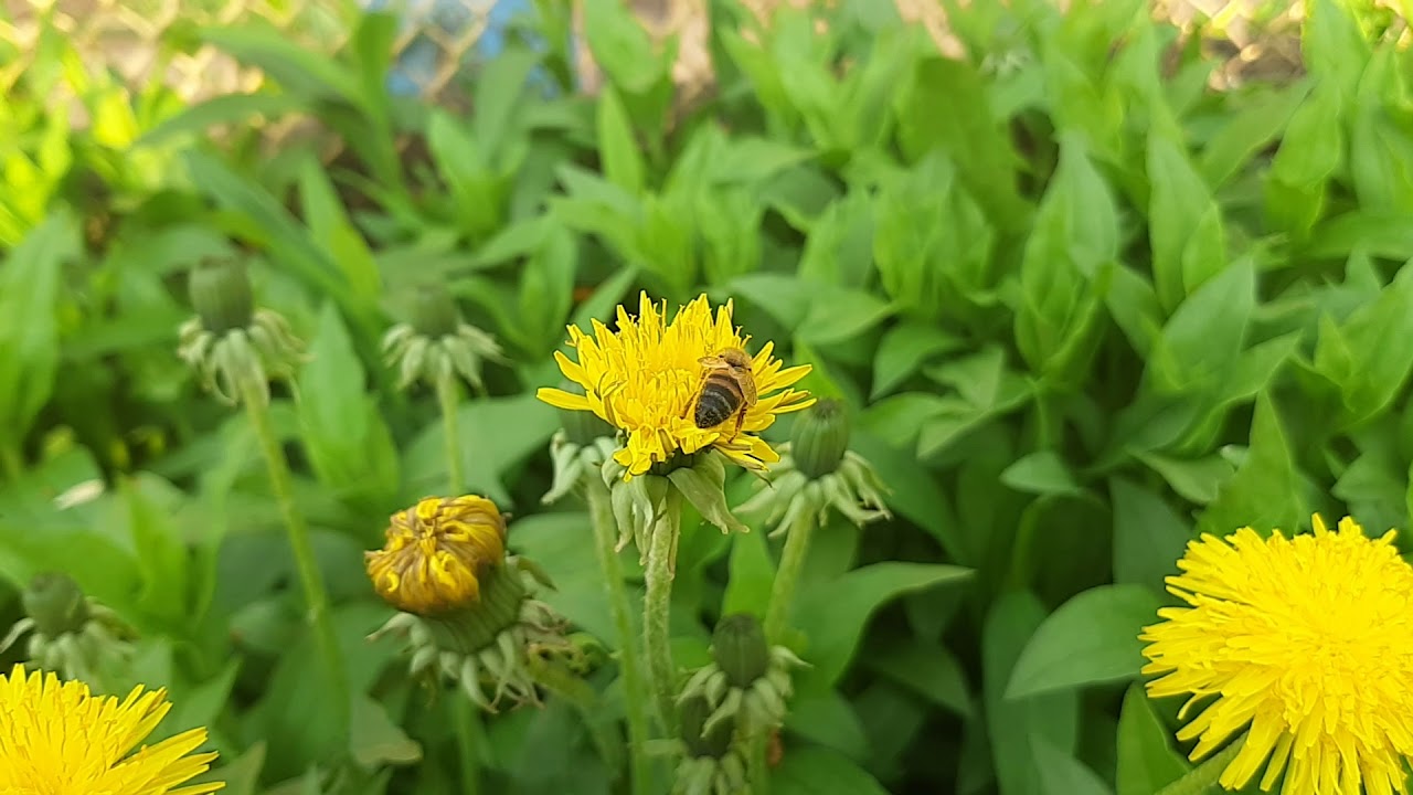 Collecting nectar - YouTube