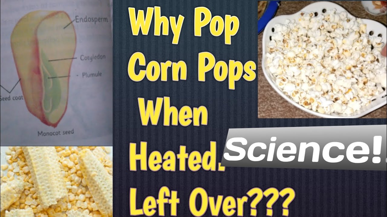 Why pop Corn 🌽 pops 🍿 when heated science behind left over in Pashto ...