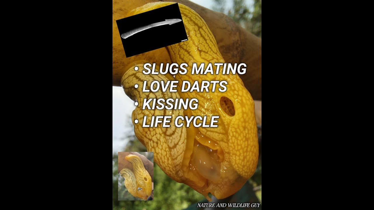 MATING SLUGS//KISSING//LOVE DARTS - YouTube