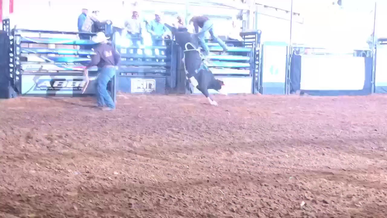 Yearling Bull by Elk Country - YouTube