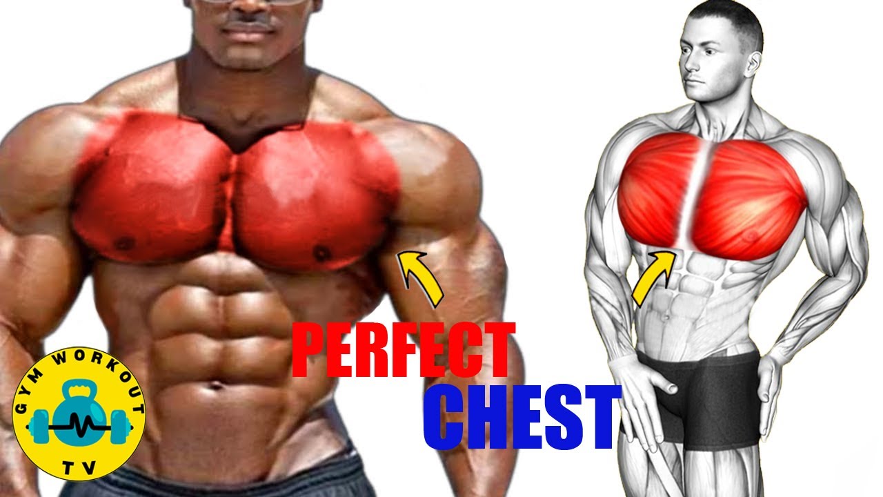 6 Perfect Chest Exercises (Fastest) | Chest Workout at Gym - YouTube