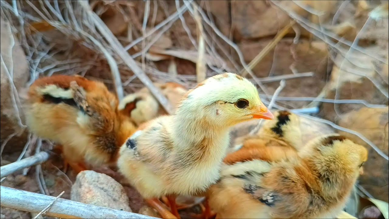 Cream colored chicks come out to find food, the natural beauty of small ...