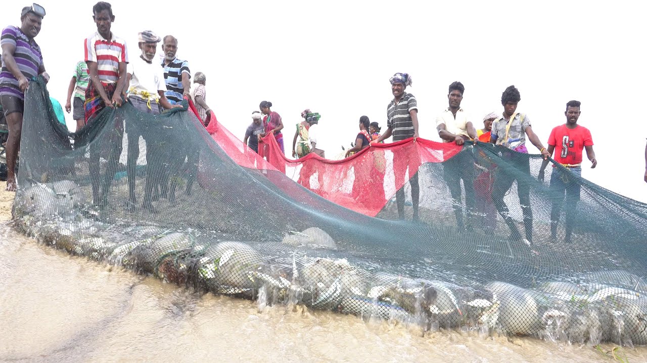 100's of Peoples group Net fishing in Rameshwaram | Karaivalai meen ...