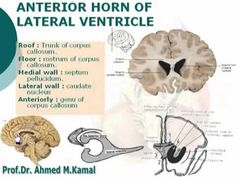 65 Anterior horn of lateral ventricle Azharmedicine com - YouTube