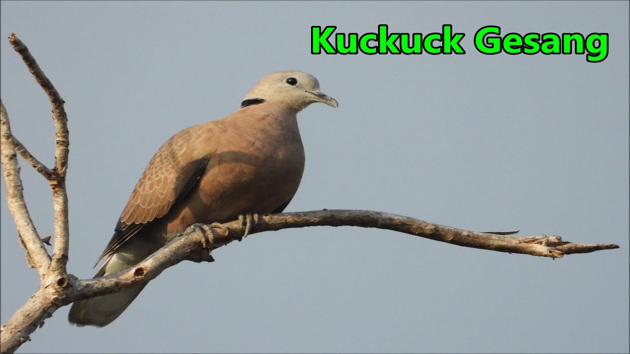 Kuckuck Geräusch Kuckuck Gesang Sound - YouTube