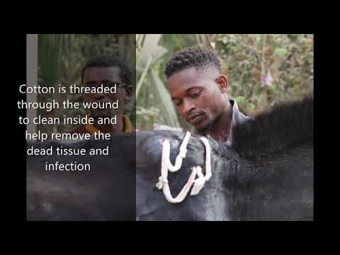 Fistula withers - YouTube