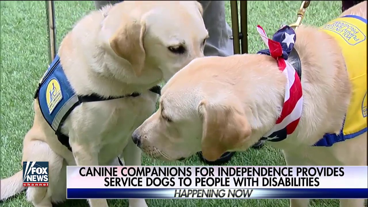 Fox News Captain James Văn Thạch & Service Dog K9 Canine Liz - YouTube