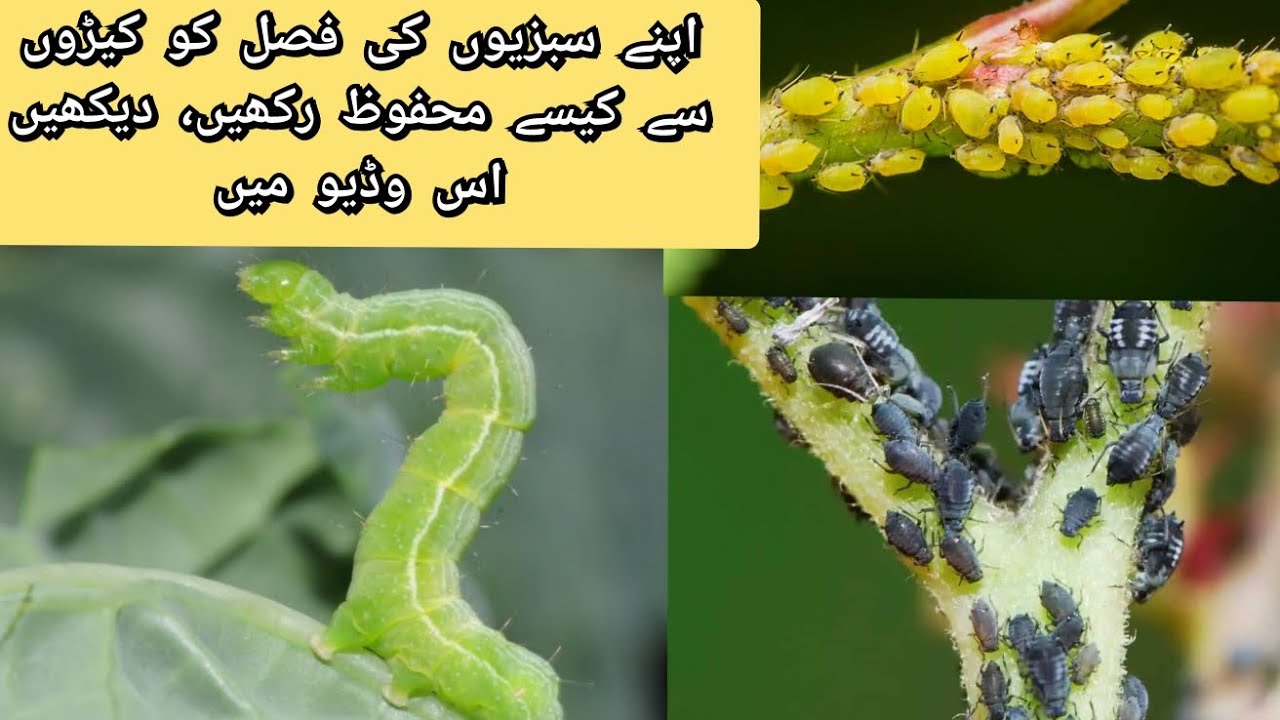 How to Save Vegetable plants from Pests Attack | Any Type of Pests attack | Organic Spray ...