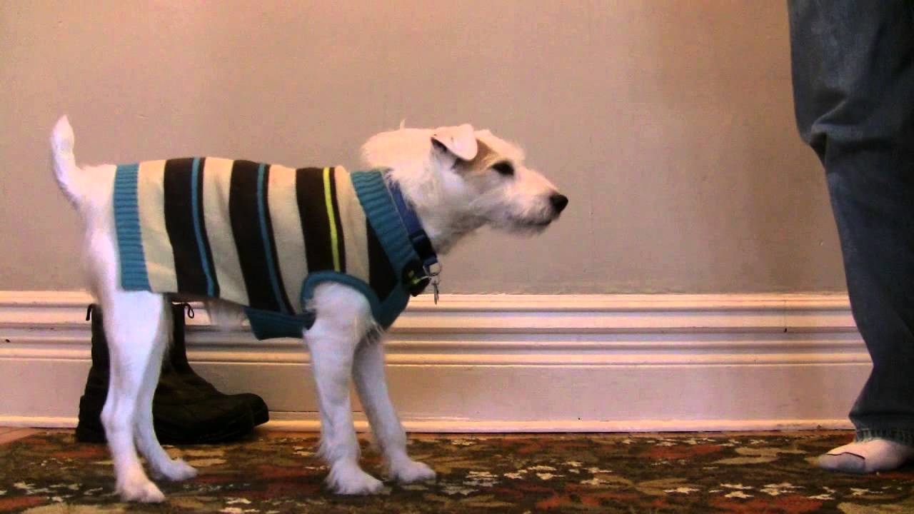 Max, the Angry Jack Russell, Gets a New Sweater - YouTube