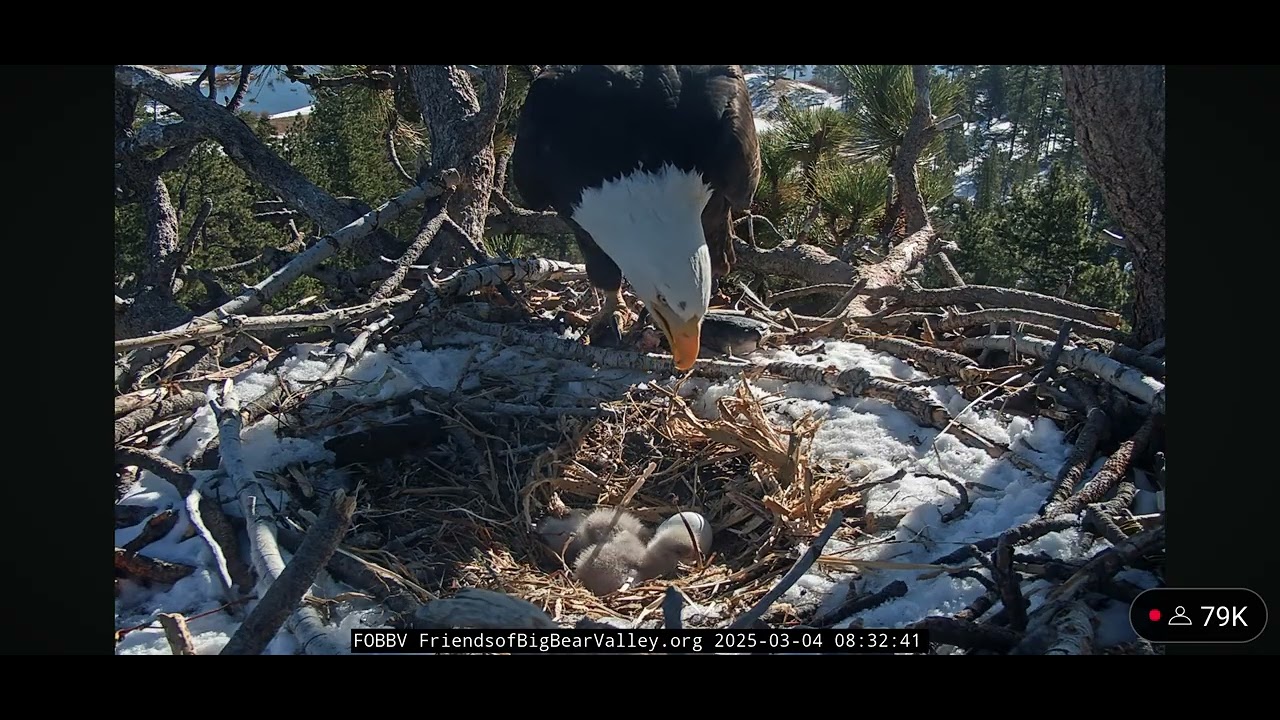Jackie and Shadow's second chick hatches @FOBBVCAM - YouTube