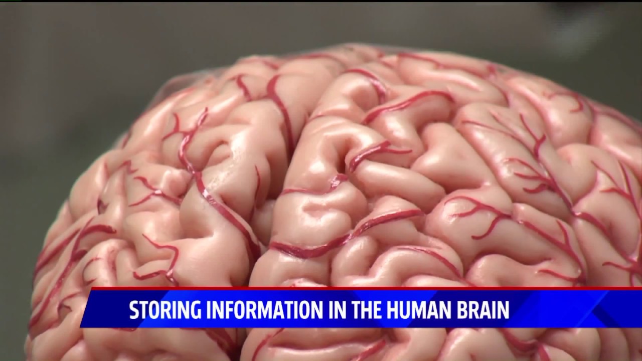 Storing Information in the Brain - YouTube