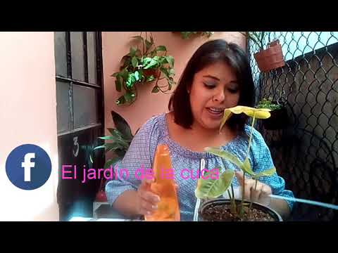 Anturio Moribundo :(