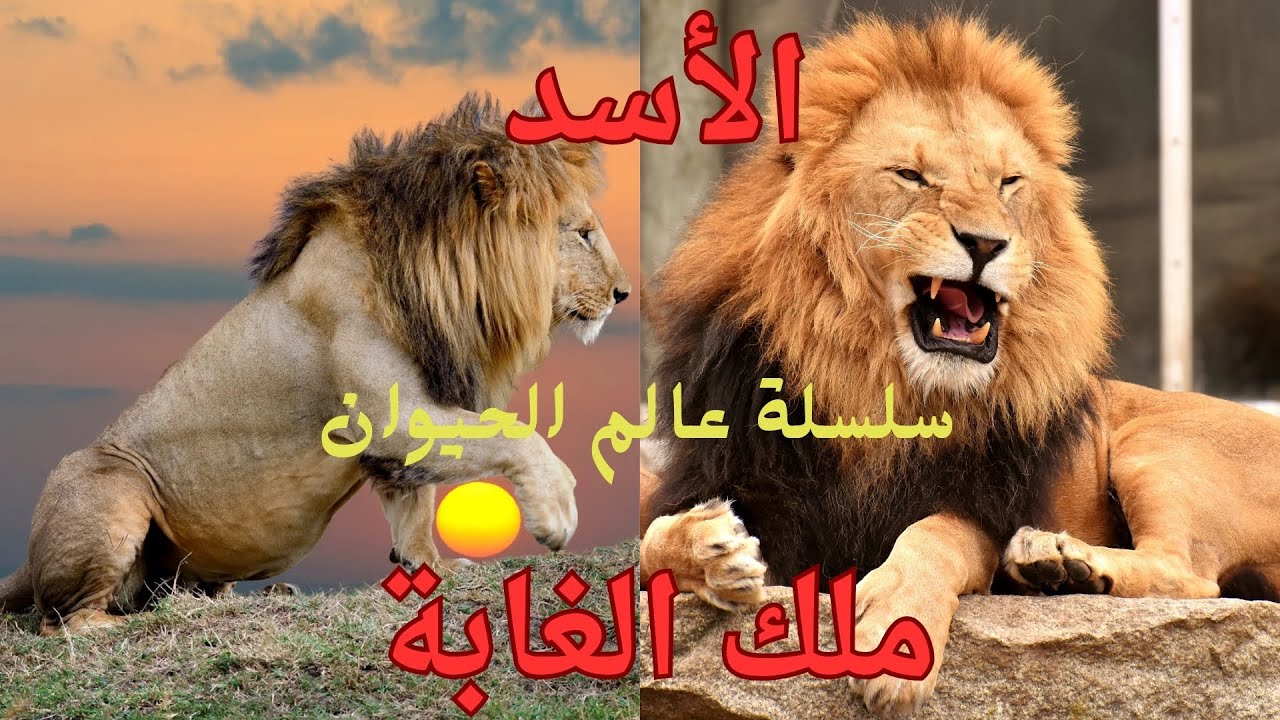 الأسد اسود | الأسد ملك الغابة - YouTube