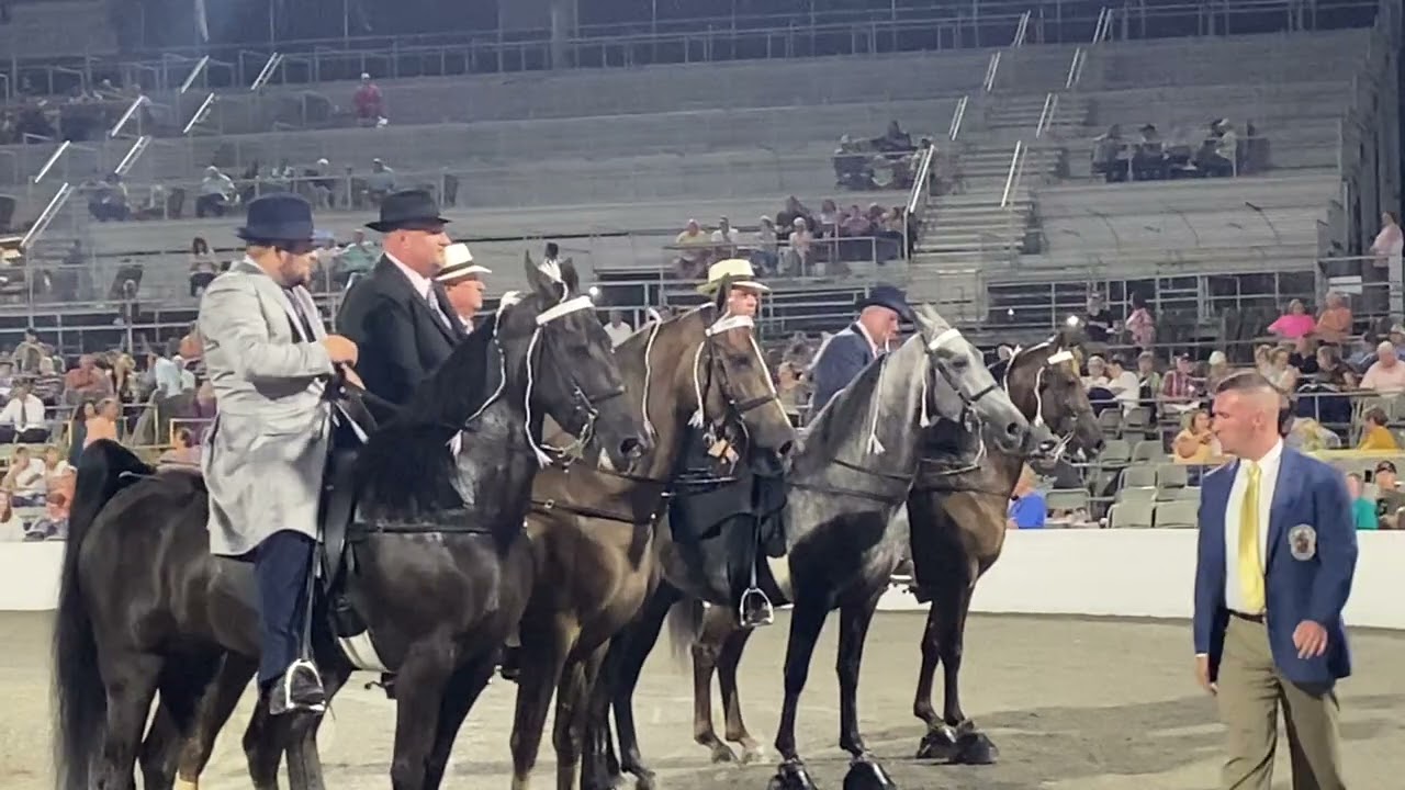 15.2 & Under "Big Lick" Tennessee Walking Horses (Trainer BOYZ up ...