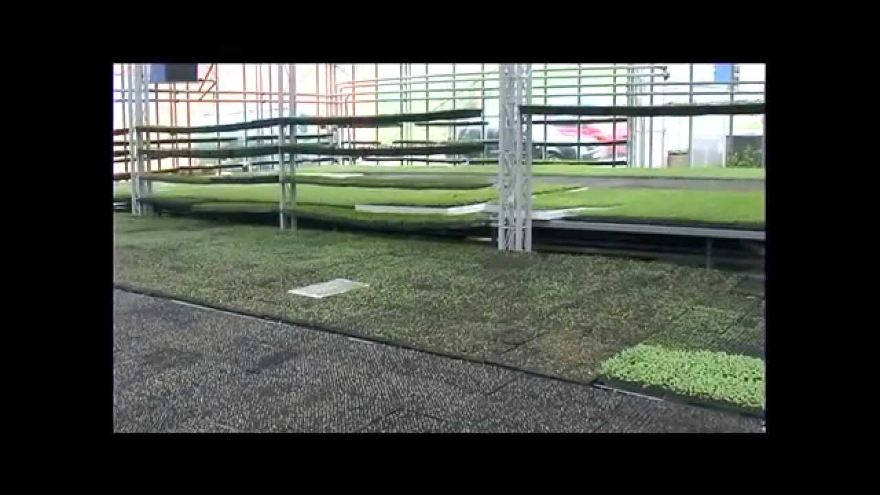 "BIOS" Visoko: Rasadnik - o ponudi i tretmanu rasada govori Adis Hodžić ...