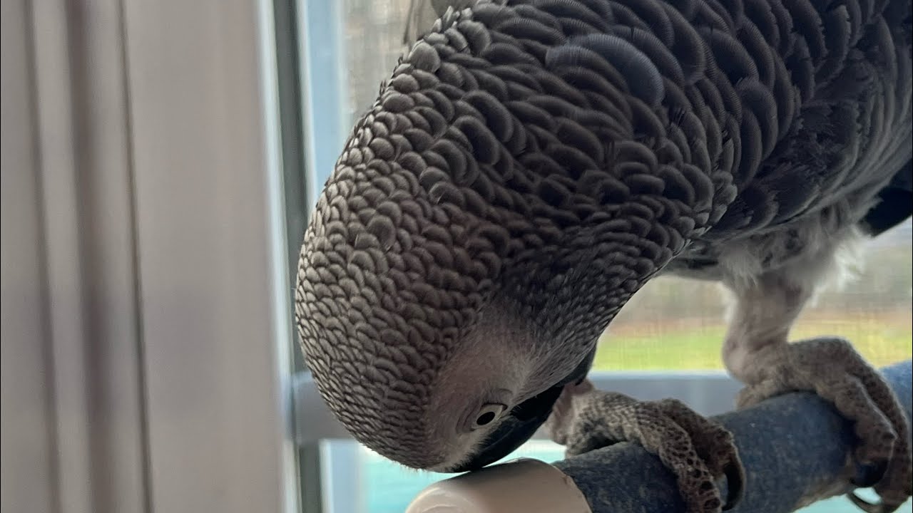 Symon the African Grey Talking Parrot practising her words and sounds🦜# ...