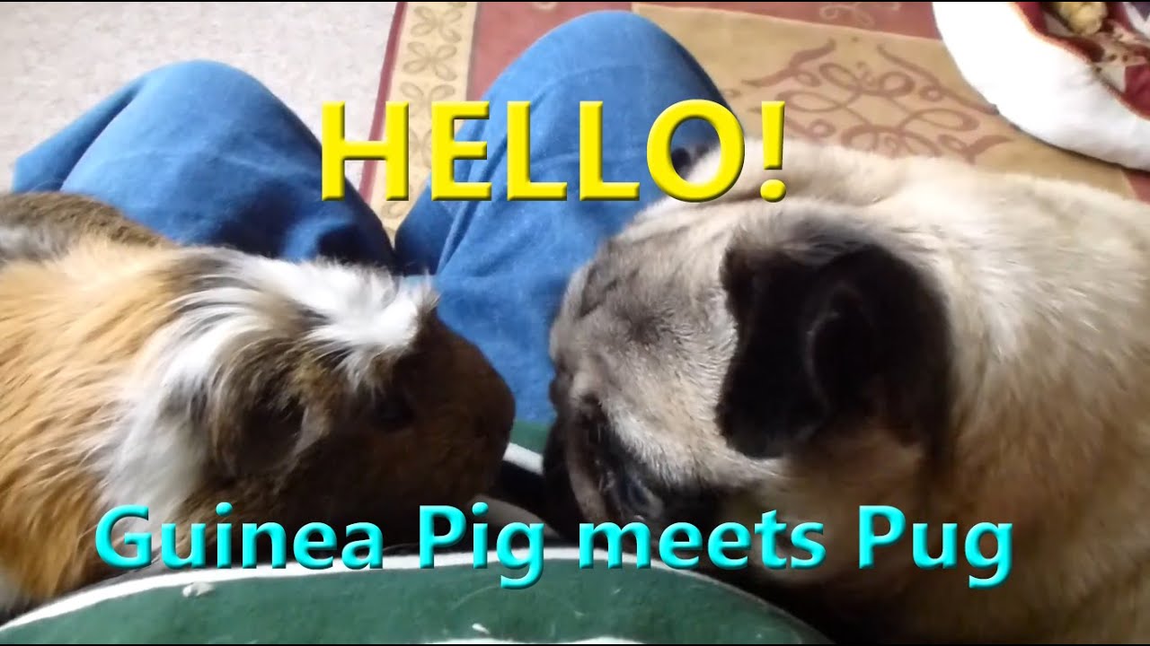 Pug meets Guinea Pig - YouTube