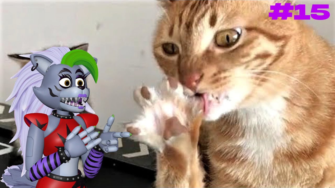 Roxanne Wolf REACTS to Cat Memes Part 15 - YouTube