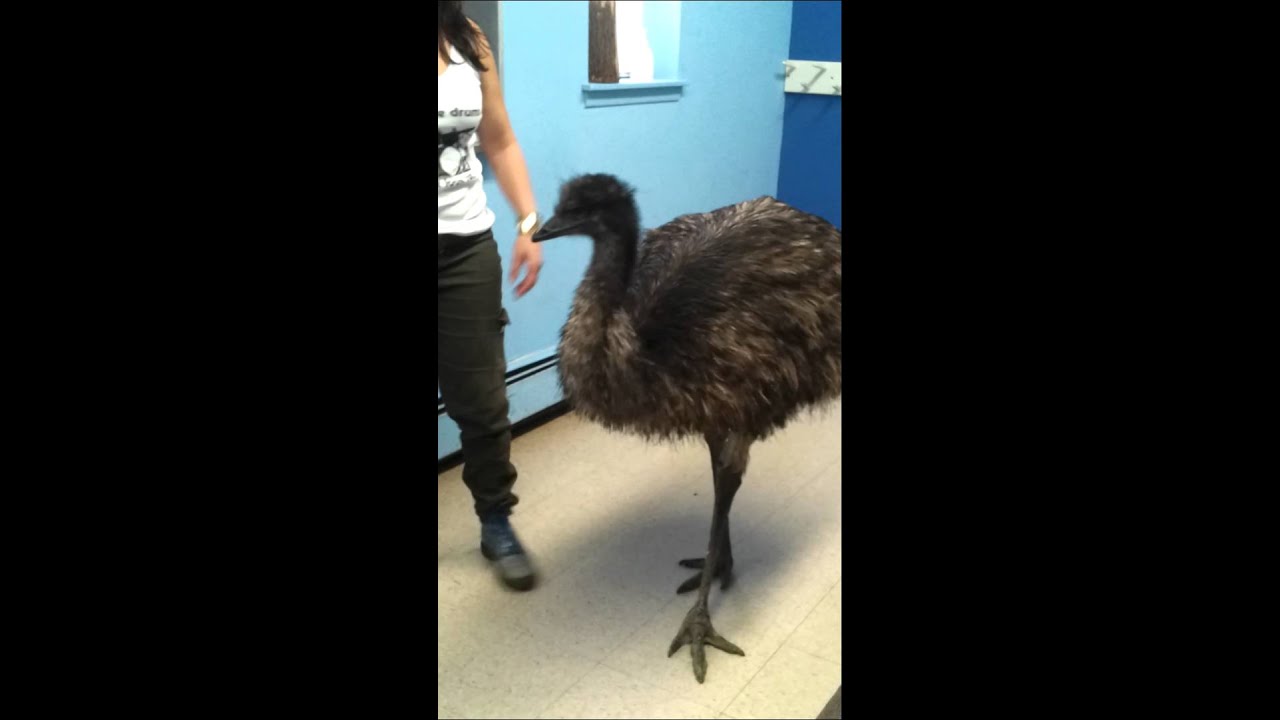 Kevin The Emu! - YouTube