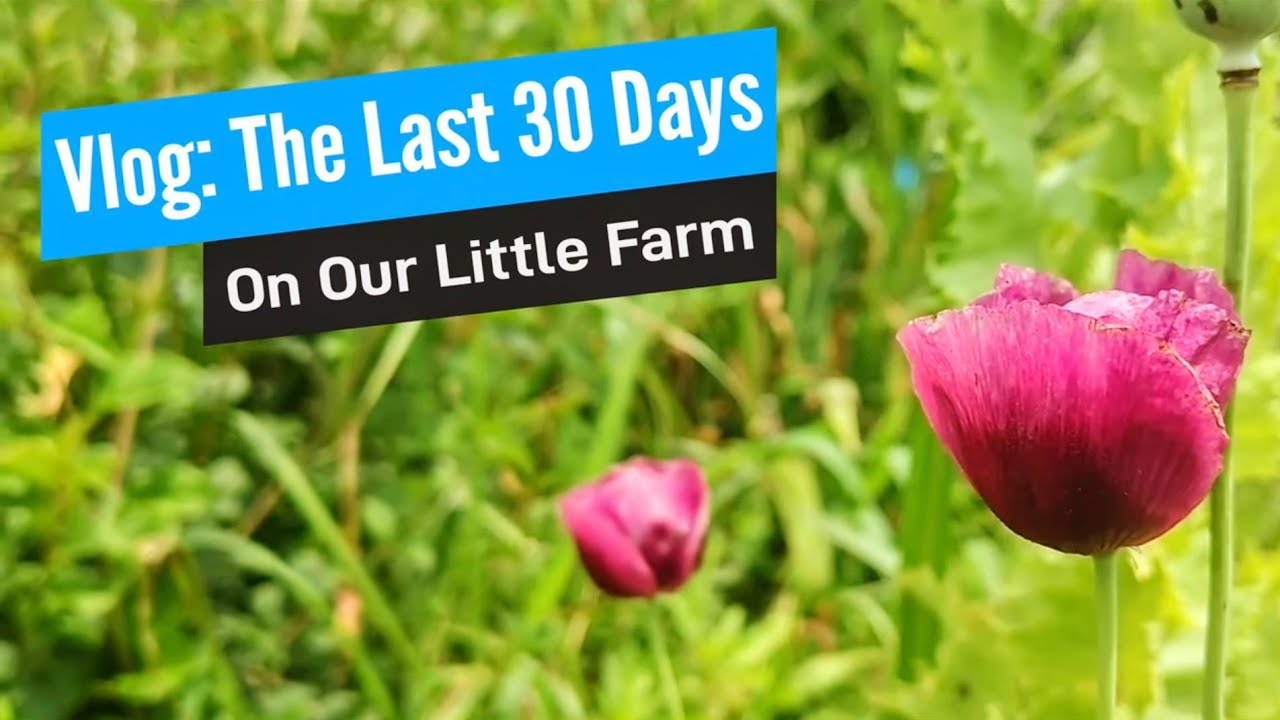 A Month's Vlog: What's Been Happening Around Our Little Farm, Garden ...