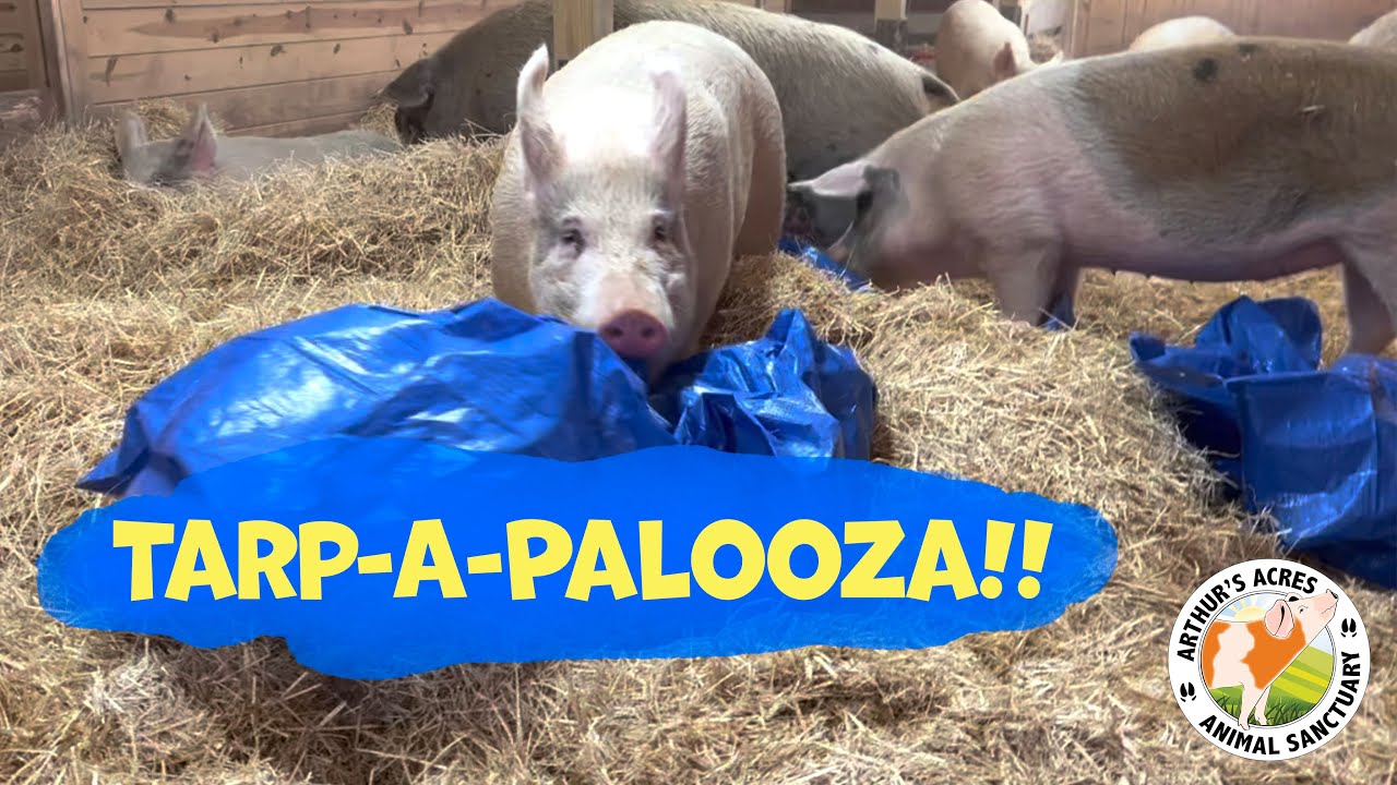 Pigs Tarp Playground! - YouTube