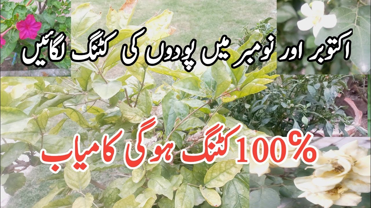 How To Grow Plants From Cutting In October/Grow Cutting In Winter ...