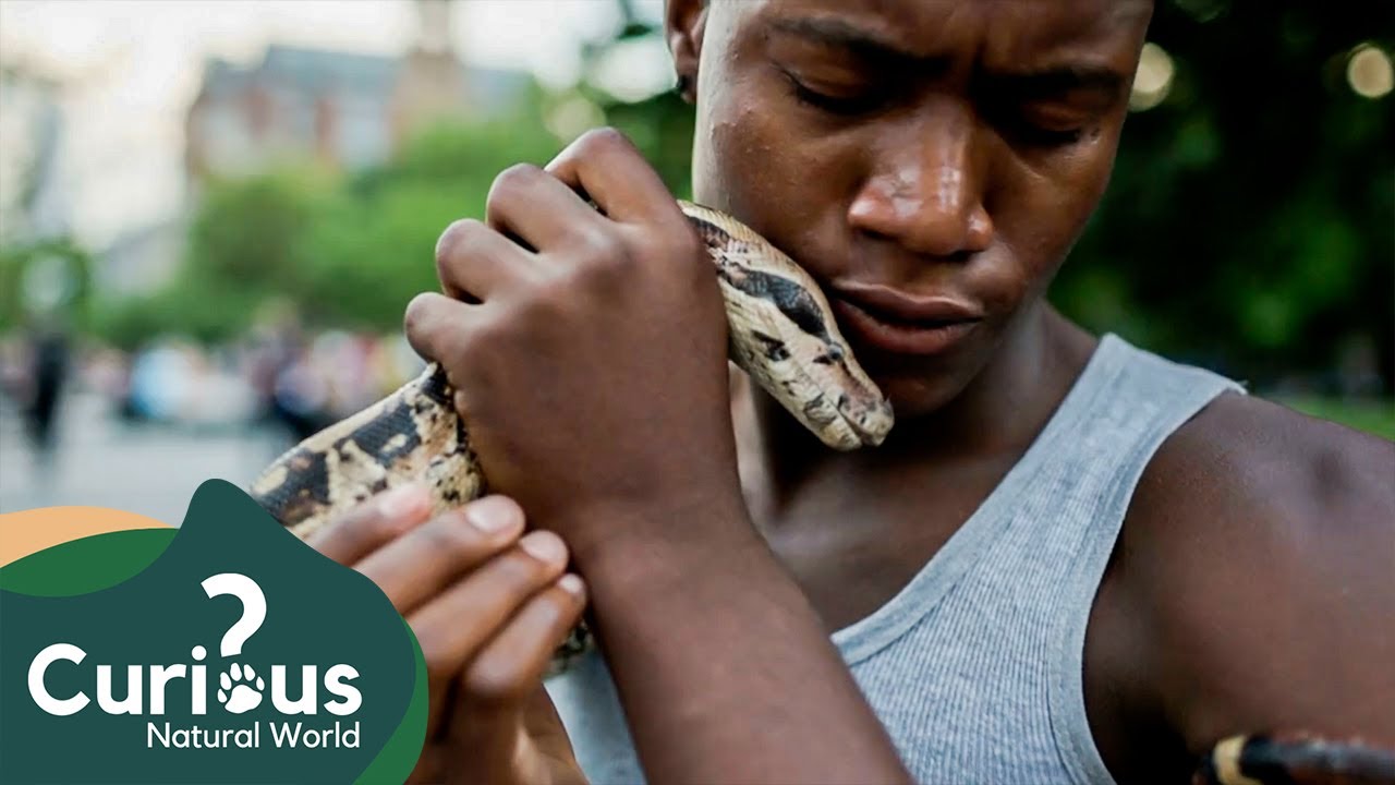 Snake Handler That Takes Care Of Angry Noodles | Predator Pets - YouTube