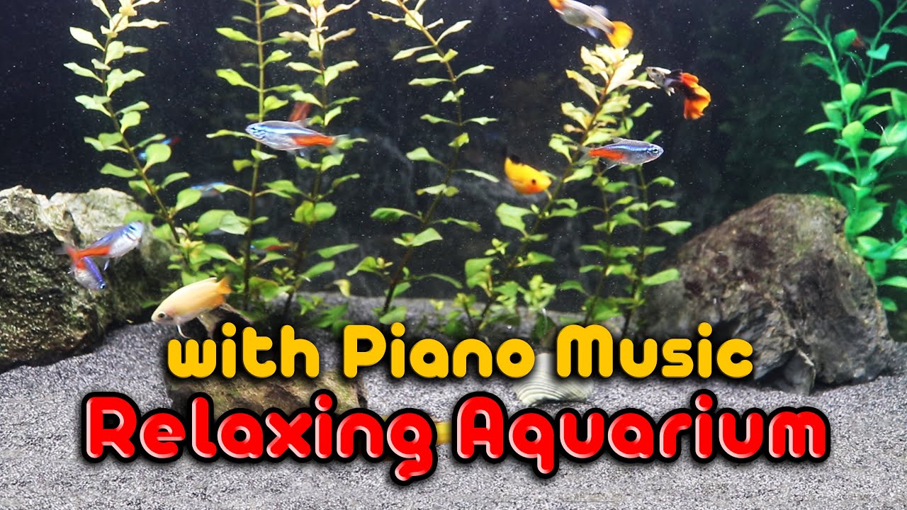 Relaxing Aquarium with Piano Music | Calm Fish & Beautiful Underwater ...