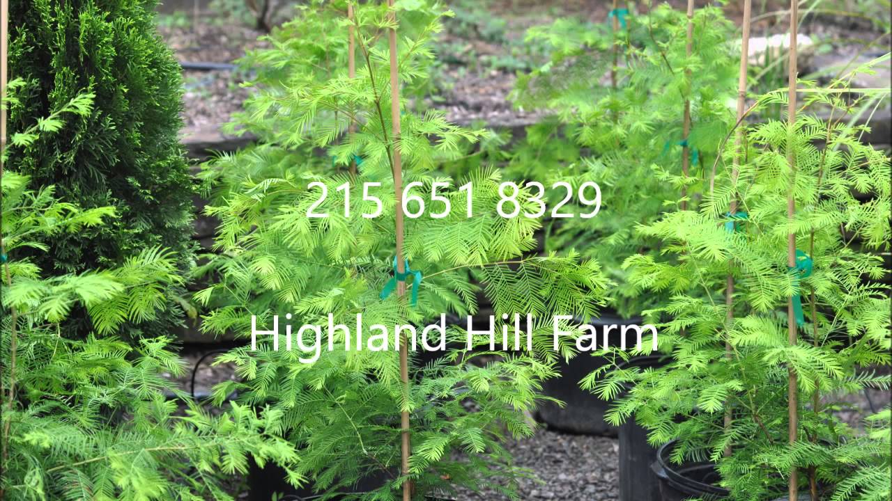 Rabbit damage to Small Dawn Redwood Trees - YouTube