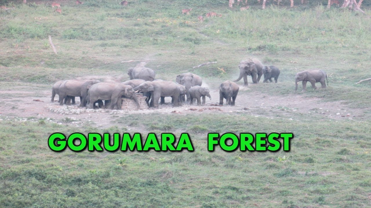Gorumara Forest-Dooars - YouTube