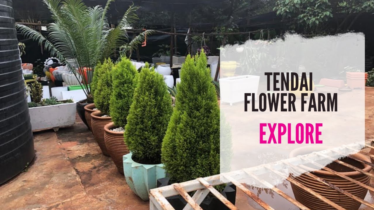 TENDAI PLANTS & FLOWER farm feature🌱🌺 - YouTube