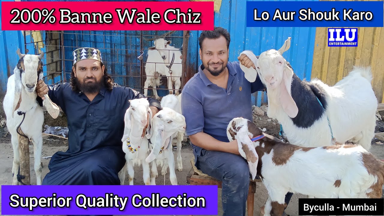 Superior Quality Collection 200% Banne Wale Chiz Lo Aur Shouk Karo ...