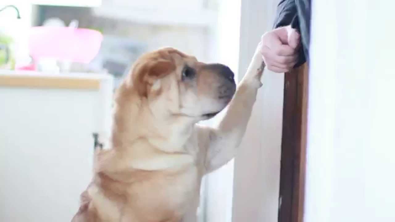 A dog named Lewis - Tricks for treats. - YouTube