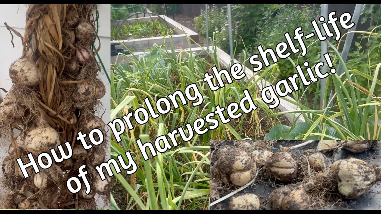 How to prolong shelf life of my harvested garlic - YouTube