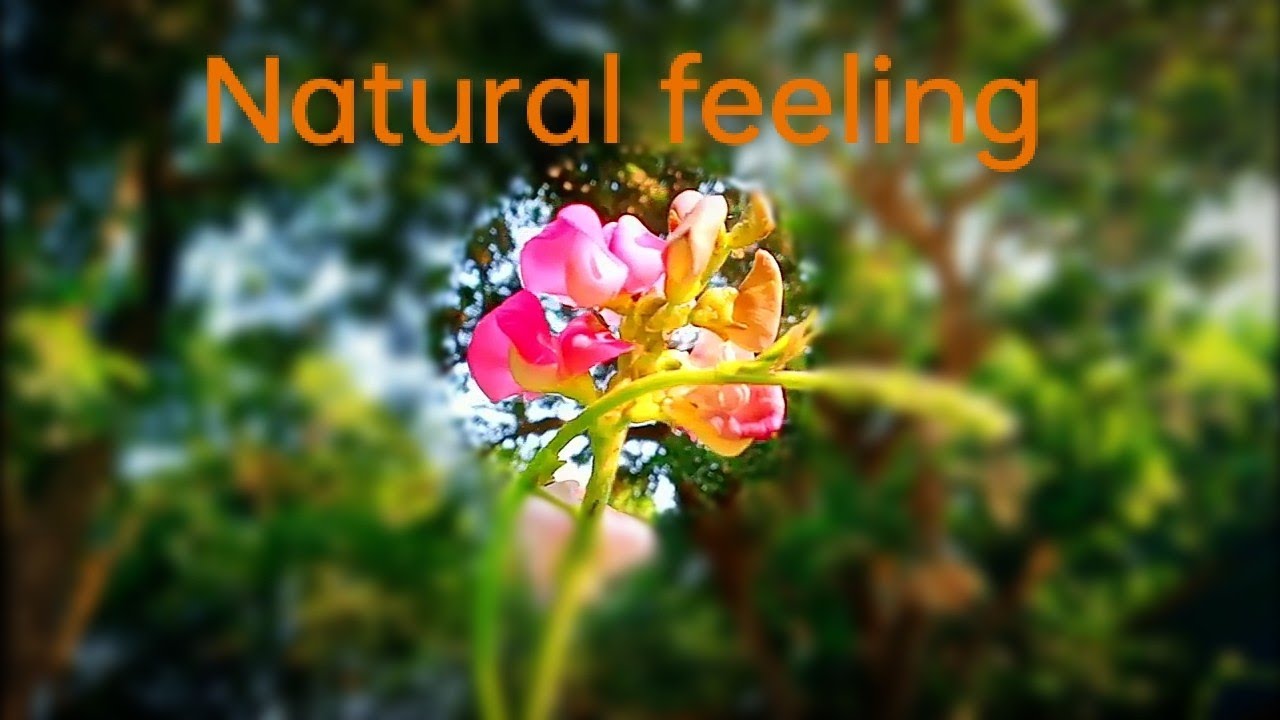 Natural feeling || Natural videos || Deshi flowers || Cute flowers 🌺 ...