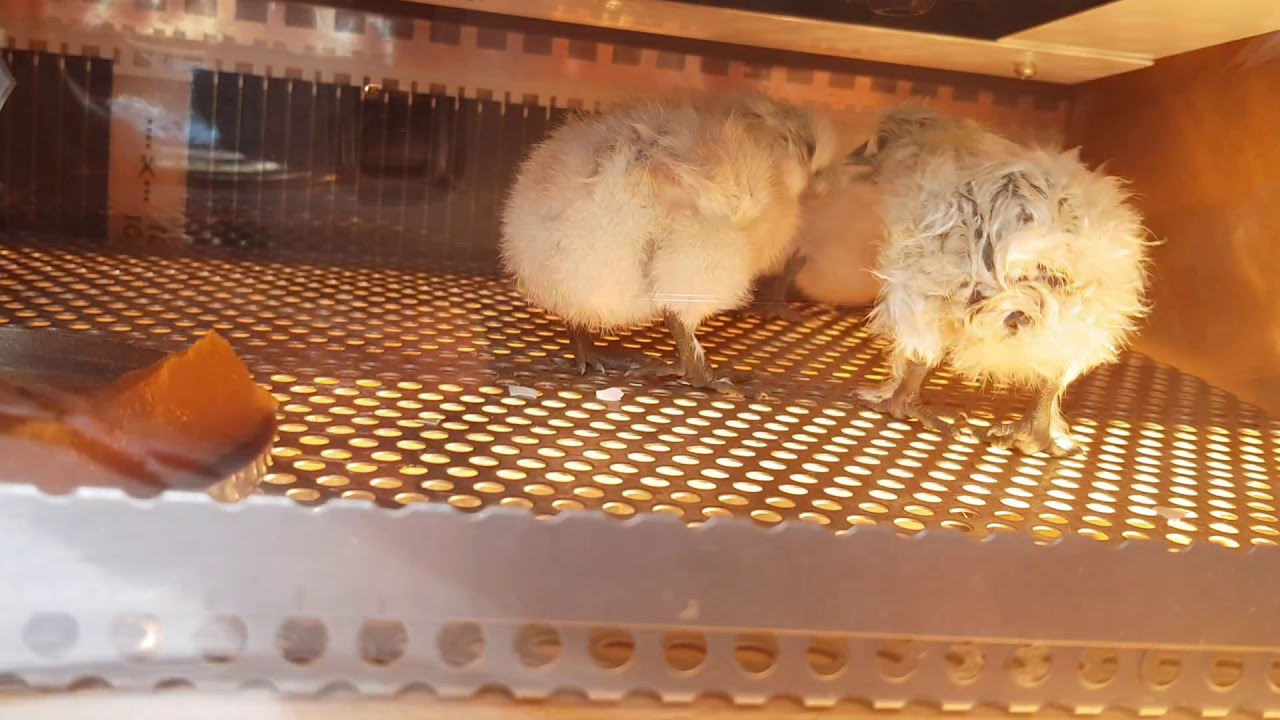 Chick world view - YouTube