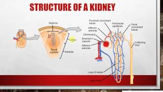 IGCSE Biology - Chapter 13 | Excretion in Humans | Doovi