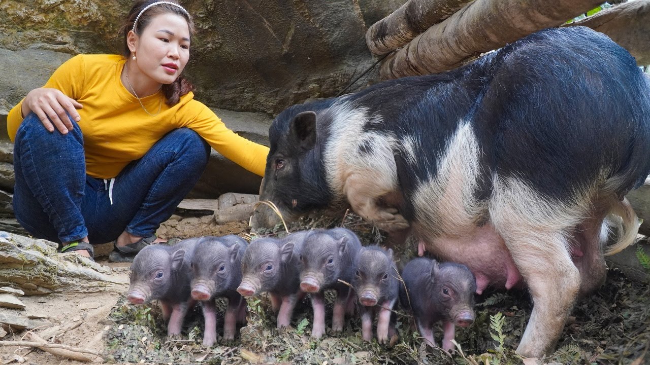Six 3 day old piglets are so cute, potato harvest. Free Life (ep183 ...