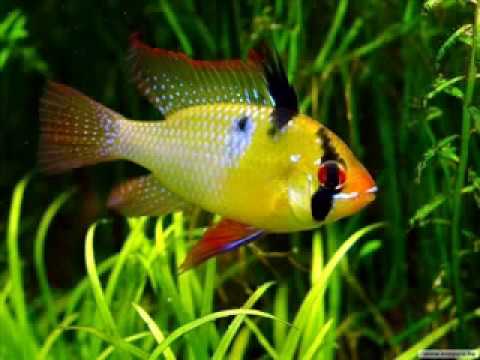 Most Beautiful Tropical Fishes & En Güzel Tropik Balıklar