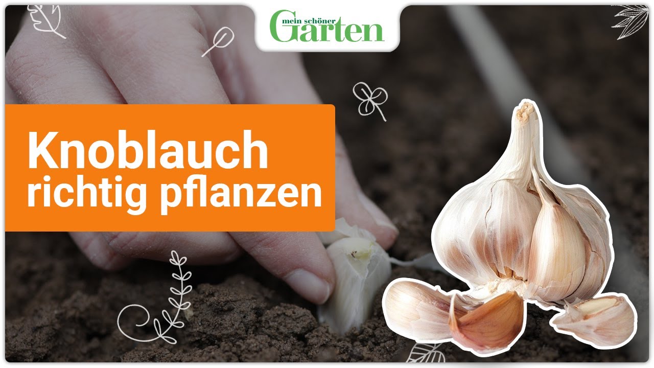 Chinesischer Knoblauch Anpflanzen